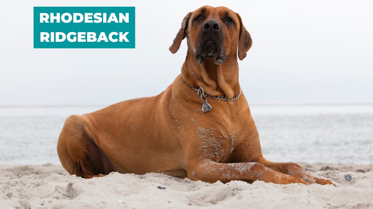 RHODESIAN RIDGEBACK 101 - THE LION DOG OF AFRICA - YouTube