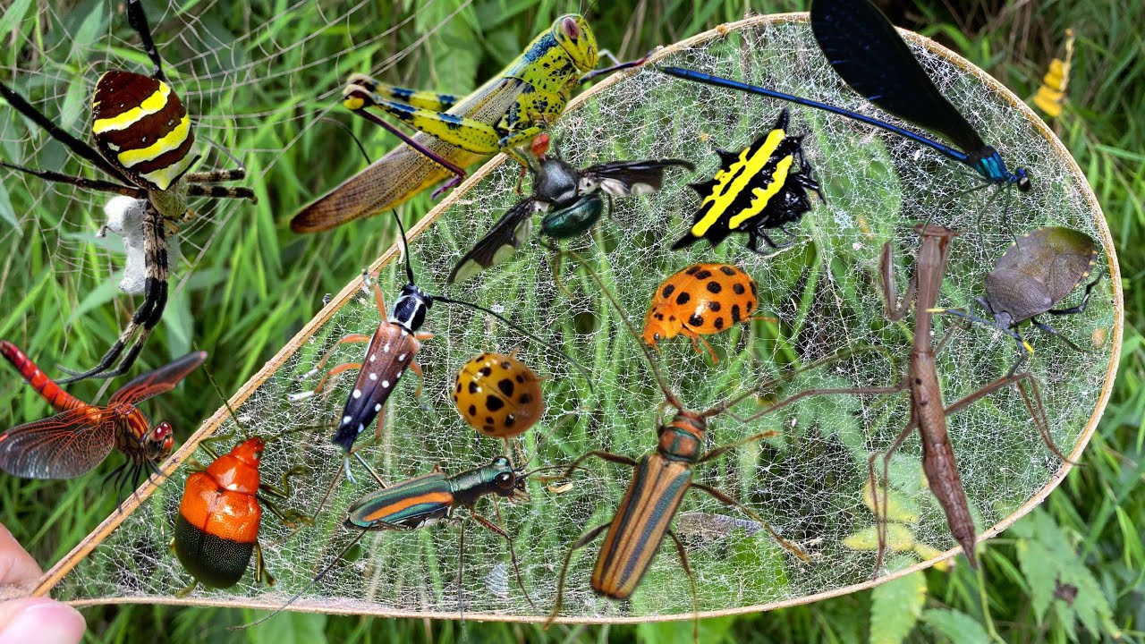 hunting and looking for habitats for beautiful insects|grasshoppers ...