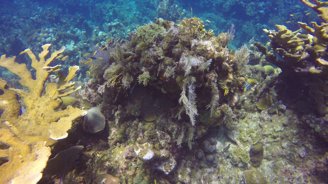 Roatan Diving White Hole Reef Wall - YouTube