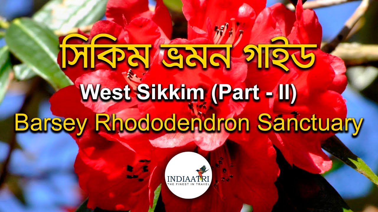 Know Everything About Barsey Rhododendron Sanctuary | Varsey | West ...