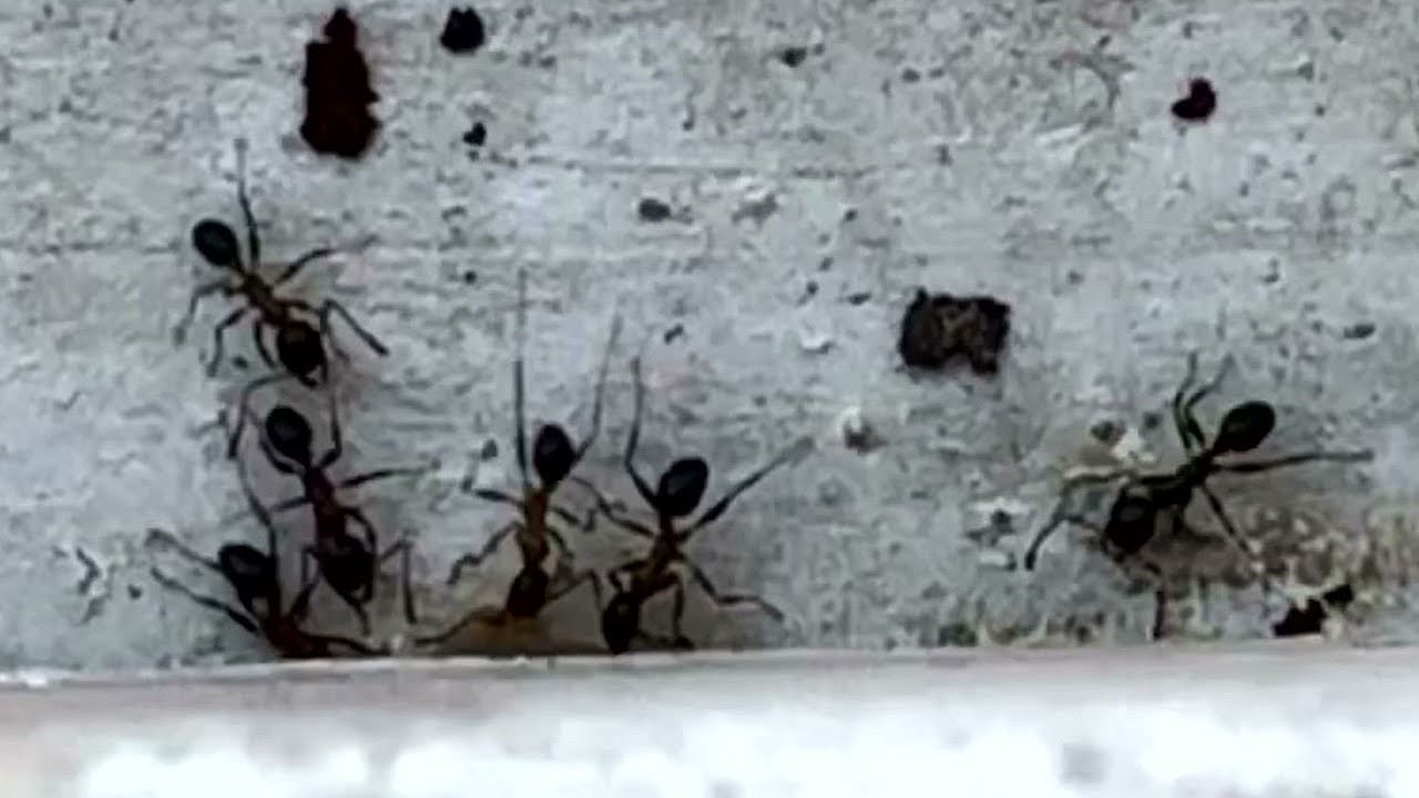 iPhone X Video Zoom Test - Ant Filming - YouTube