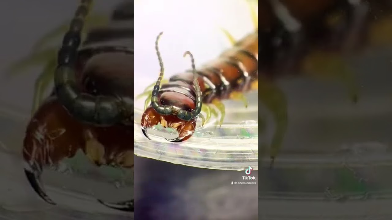 Centipede Under A Microscope