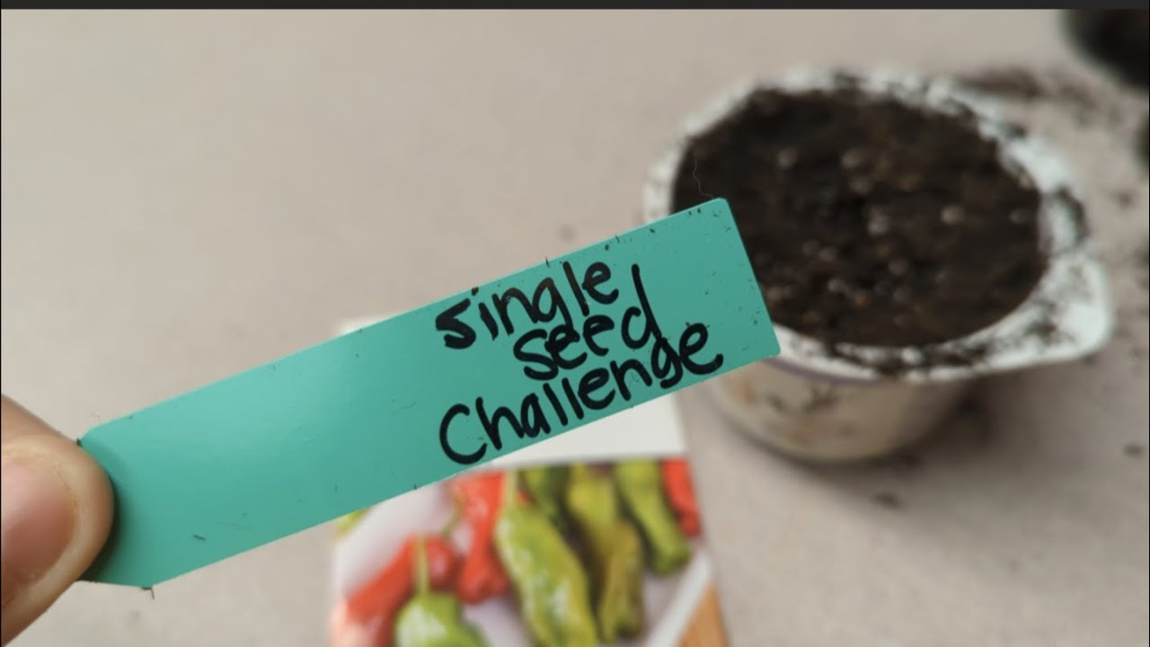 Single Seed Challenge 2023 - YouTube