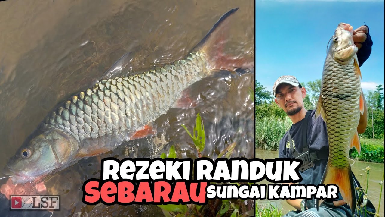 Kasting Ikan Sebarau Sungai Kampar, Rezeki Saiz PADU! - YouTube