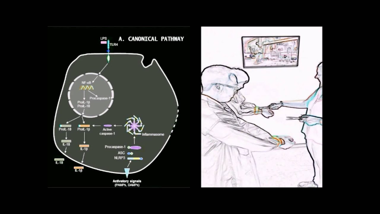 Cytosolic LPS activates caspase-11 pathway – Video abstract [ID 57976 ...