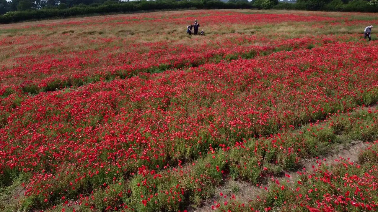 Moss Valley Poppies. - YouTube