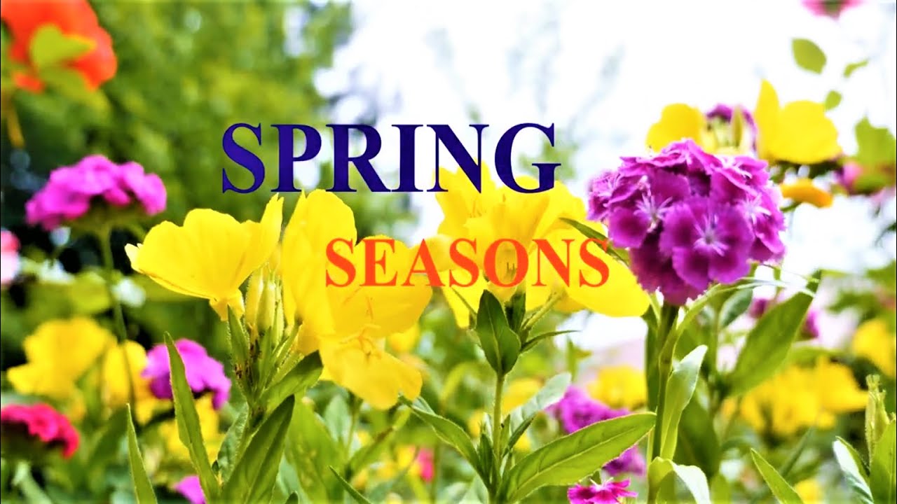 Most Beautiful Flowers in Spring Season 4K Video . वसंत ऋतु में सबसे ...