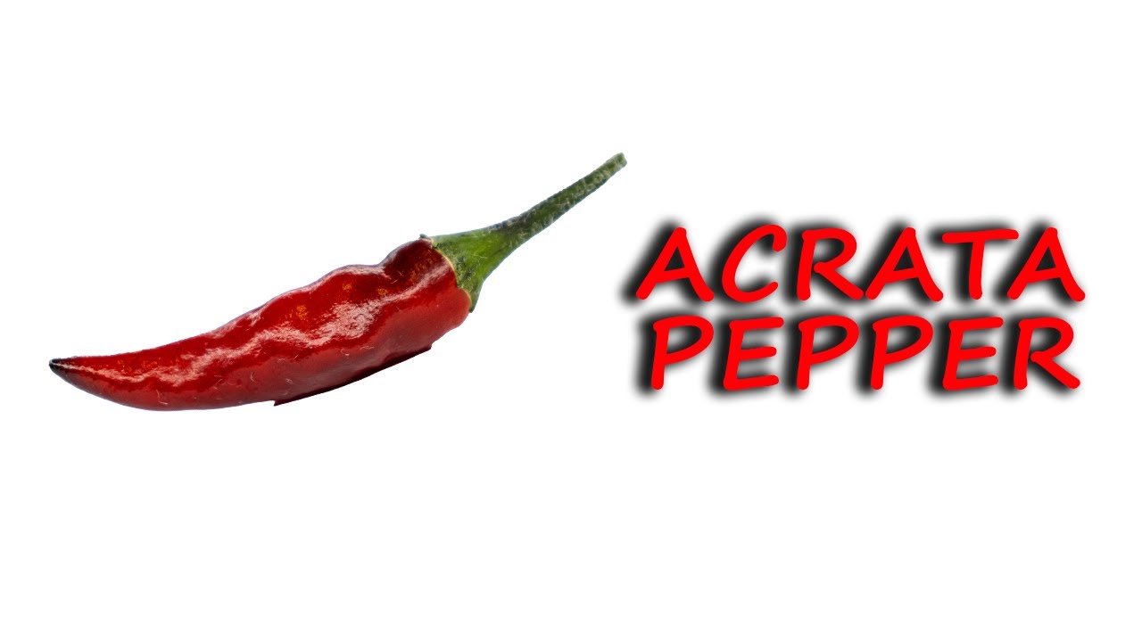 Acrata Pepper - opis i recenzja papryki - chili-jemy - YouTube