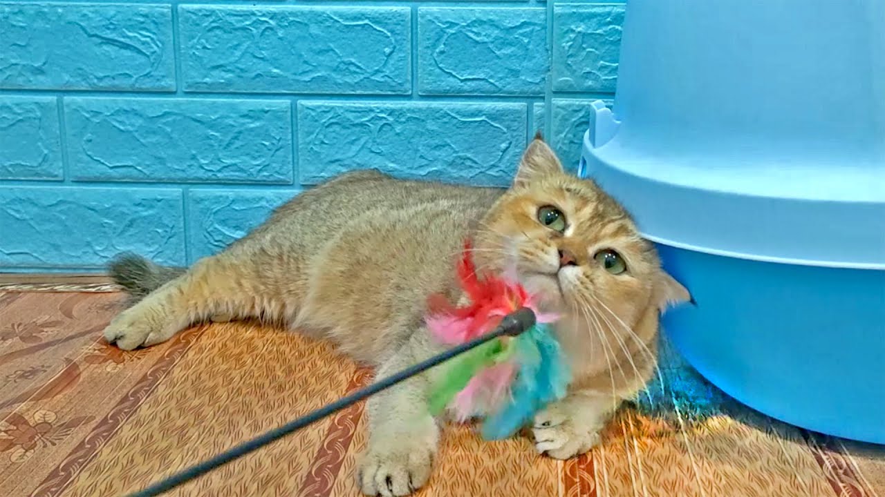 Eli the cat is lying down and playing with a feather broom - YouTube