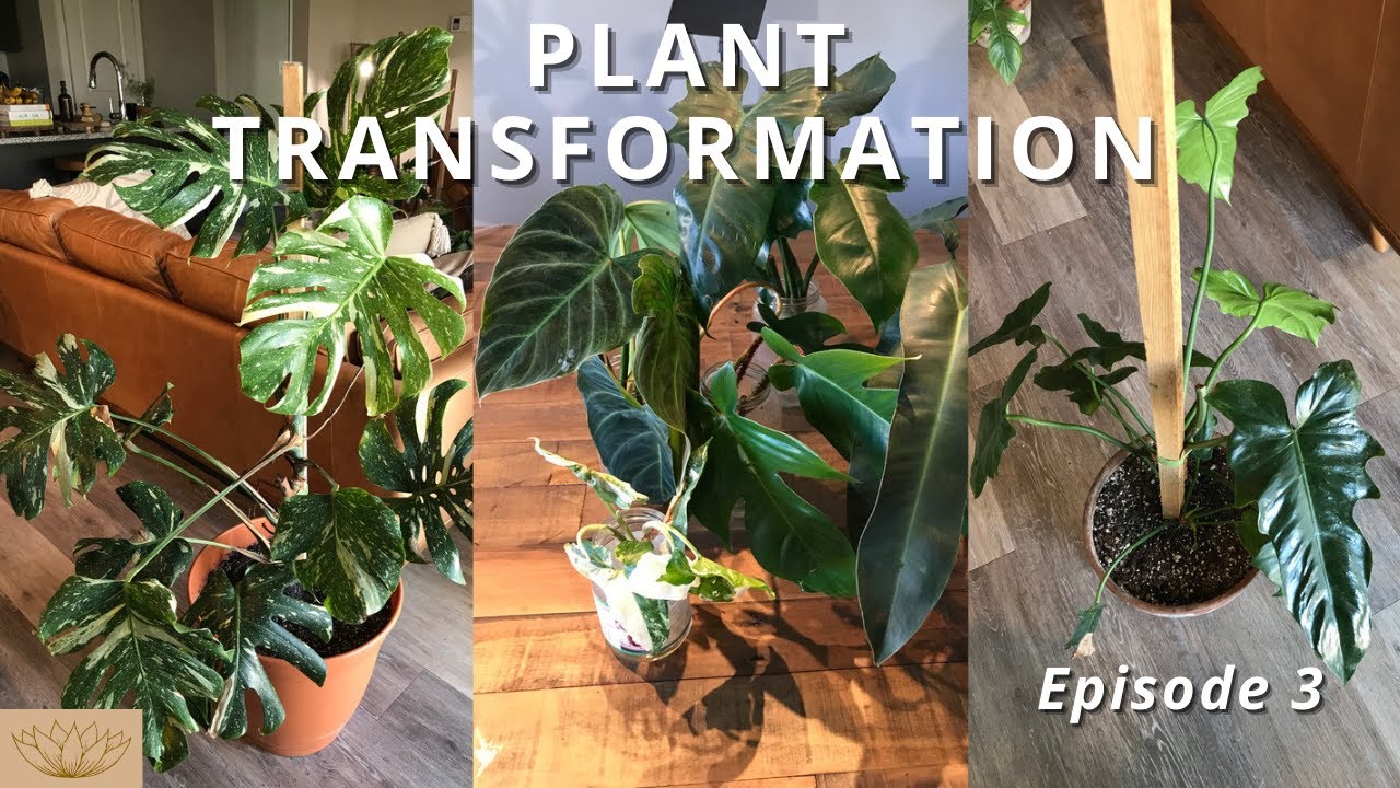 Plant Transformation Series Episode 3 | Propagating and Staking Plants ...