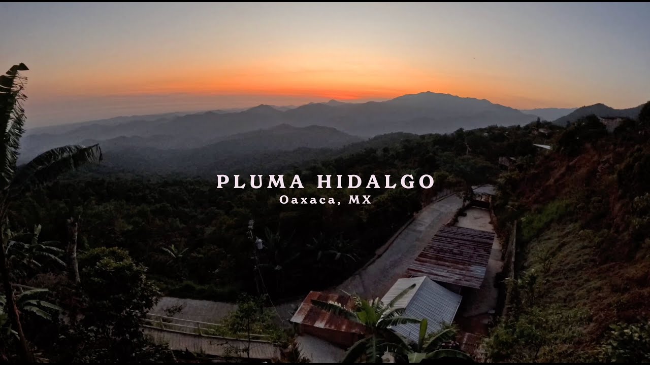 Where Coffee Grows Wild | A tour through the mountain village of Pluma ...