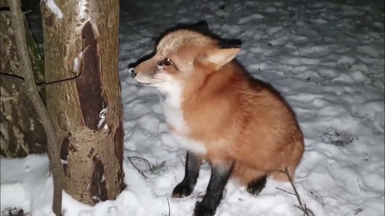 Ли Сяо / Alice the Fox Лиса Алиса (Белый не дает всем спать!!) - YouTube