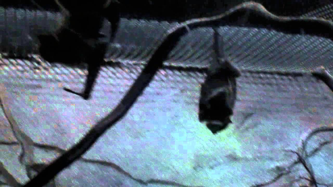 London Zoo - Bats! - YouTube