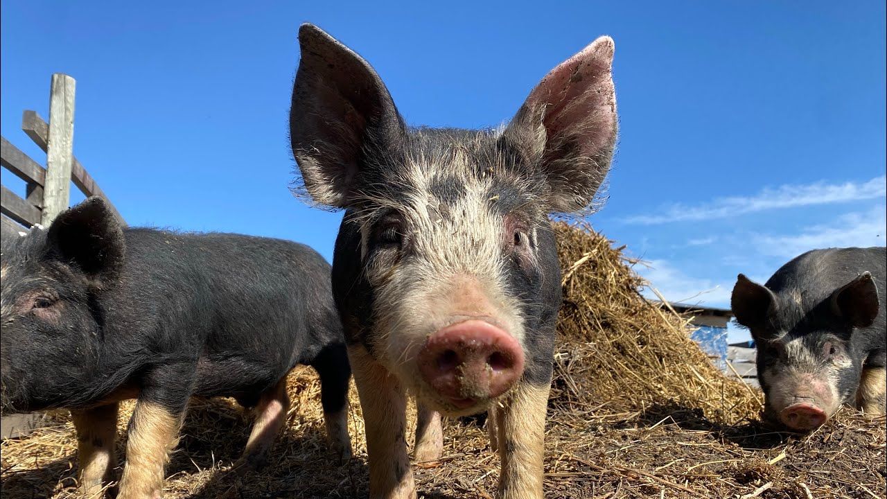 Ten Thousand Dollar Pigs - YouTube