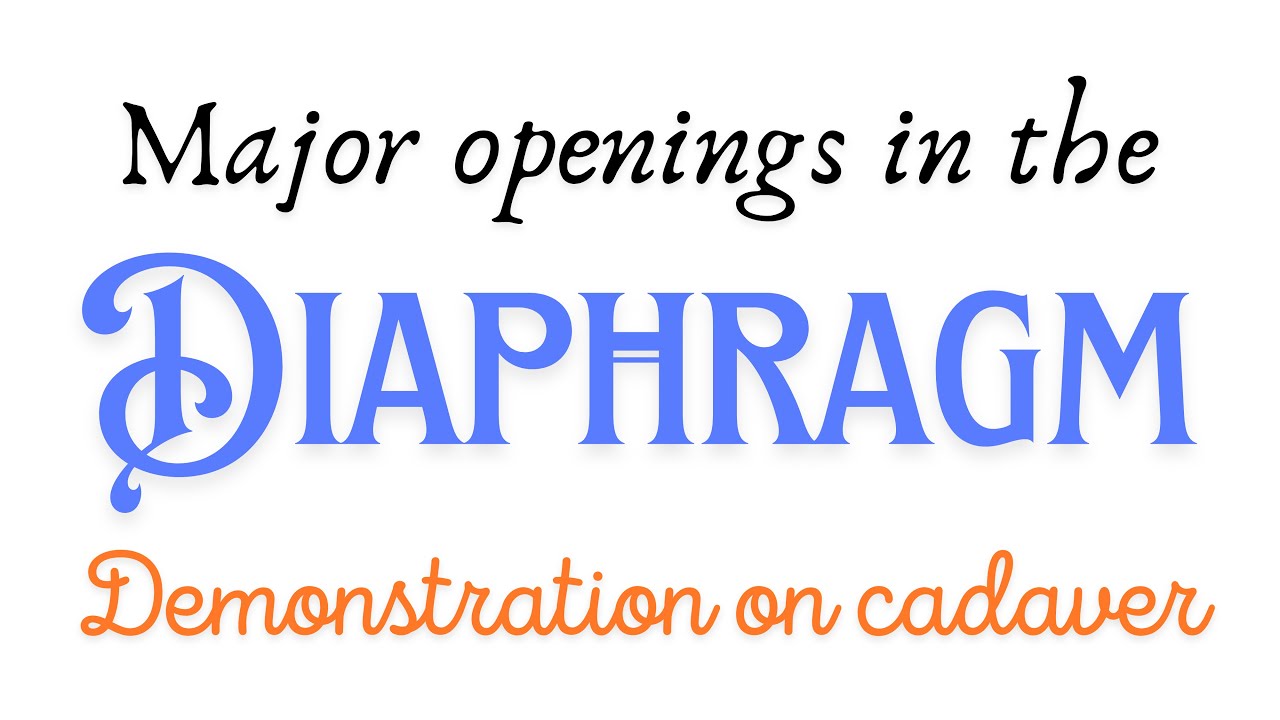 Major openings in the diaphragm, demonstration on cadaver #anatomy # ...