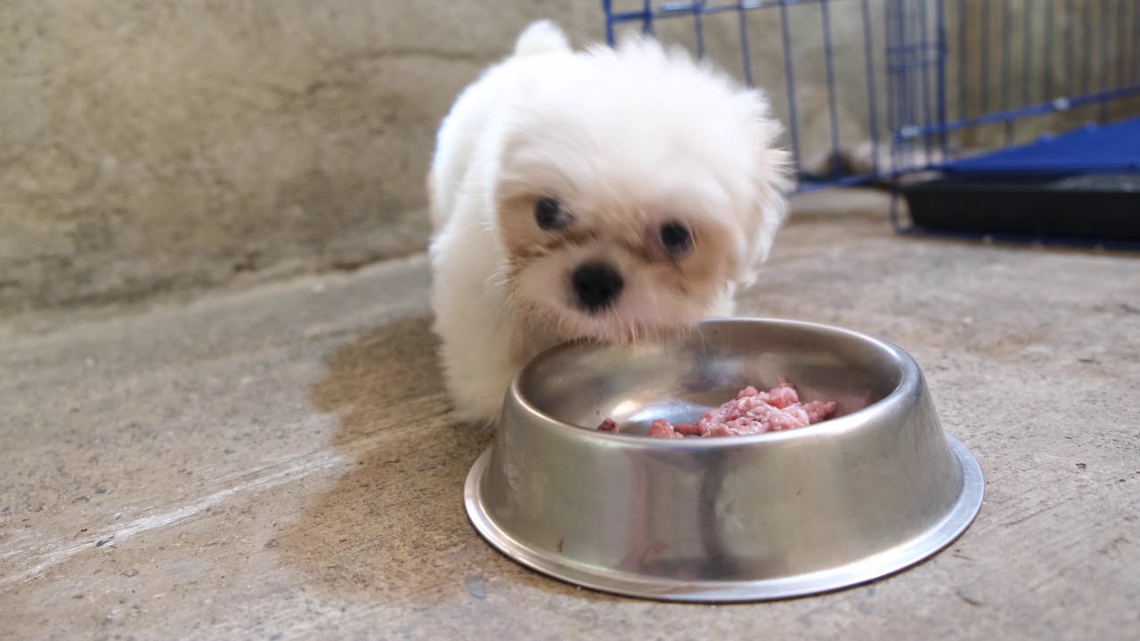 Shih Tzu White Male 2 months and 7 days eating raw diet / food 10/27 ...