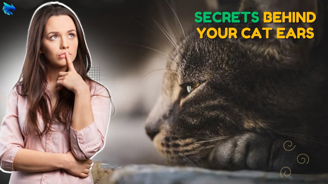 Expert Veterinarian Shares Top Cat Ear Secrets - YouTube
