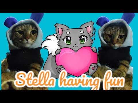 Stella having fun with me I love My kitten Stella ️ ️ - YouTube