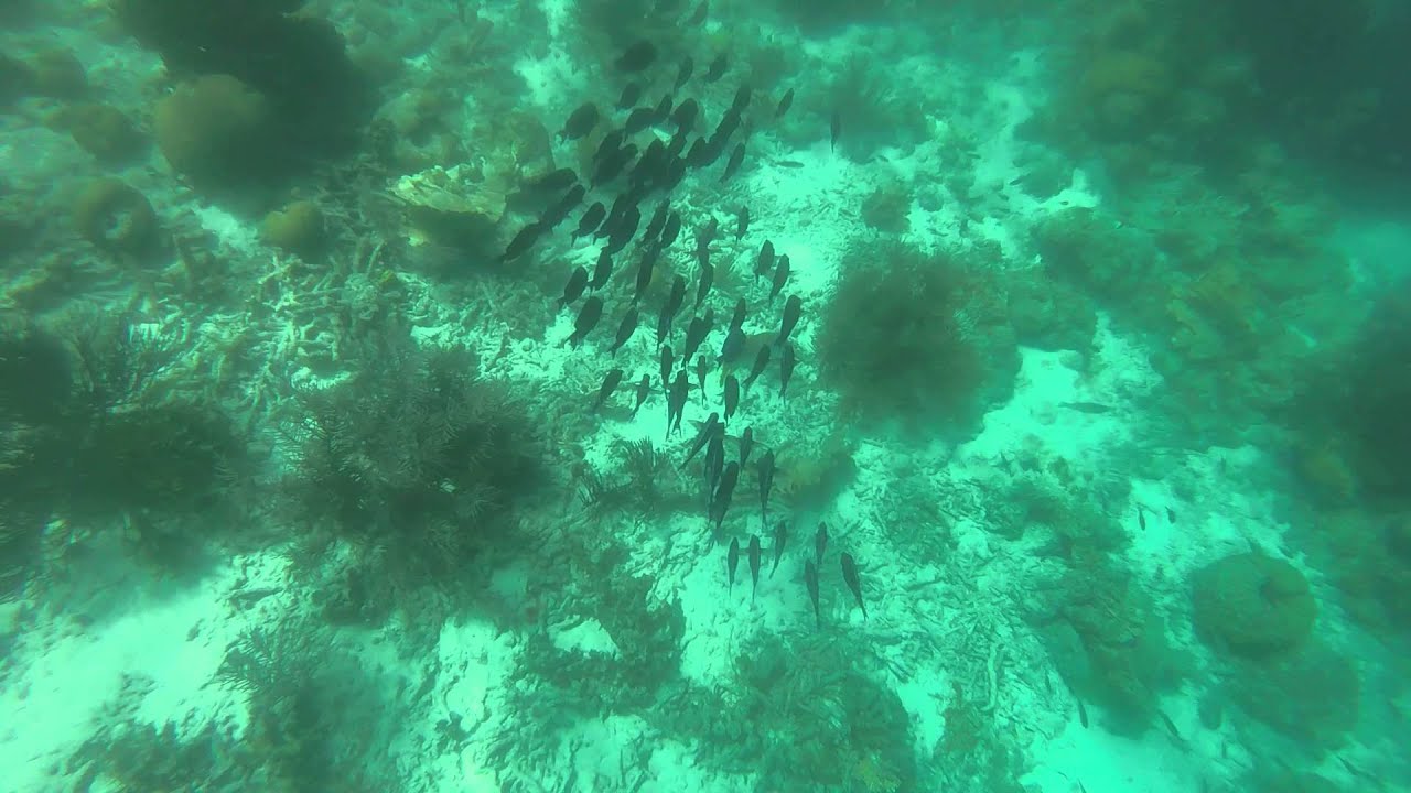 Klein Island Reef - Bonaire - YouTube