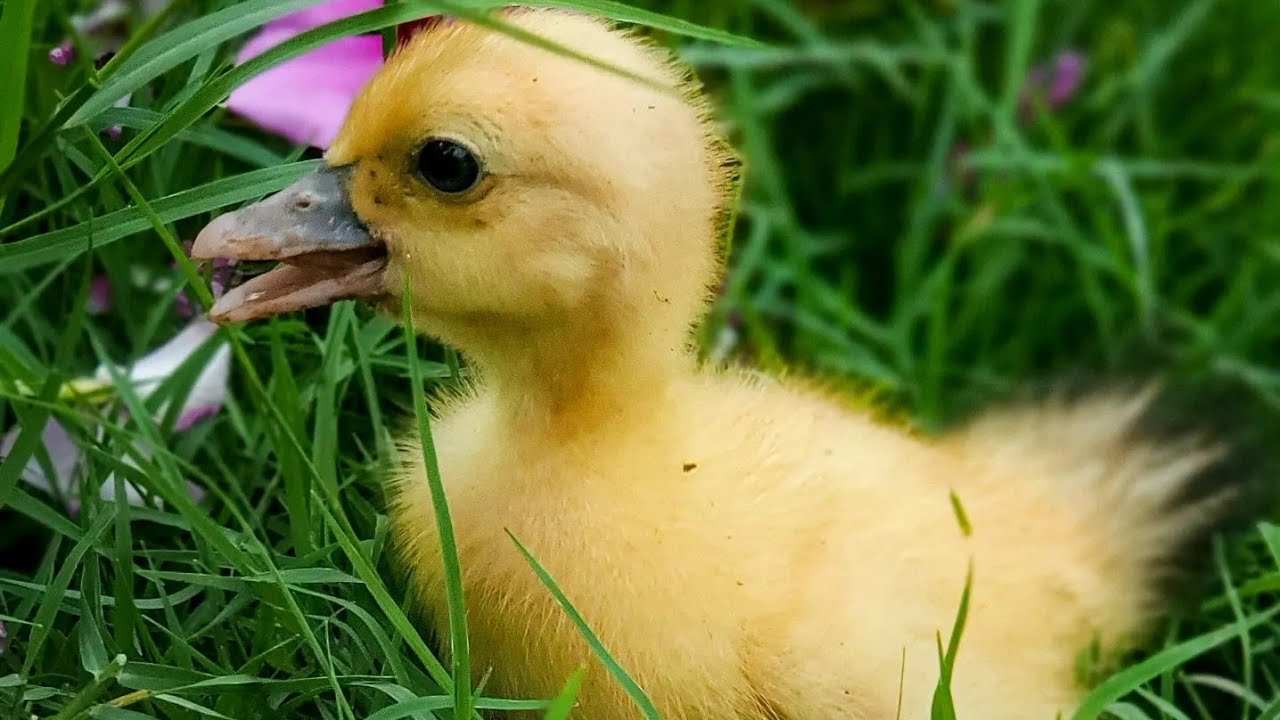 Beeraha somalia part 1 - YouTube