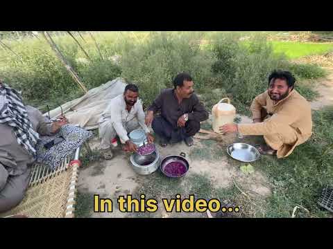 Anjum Saroya | Jaaman da Sharbat banaya | Lag gai ronaq | Garmi vch sawaad