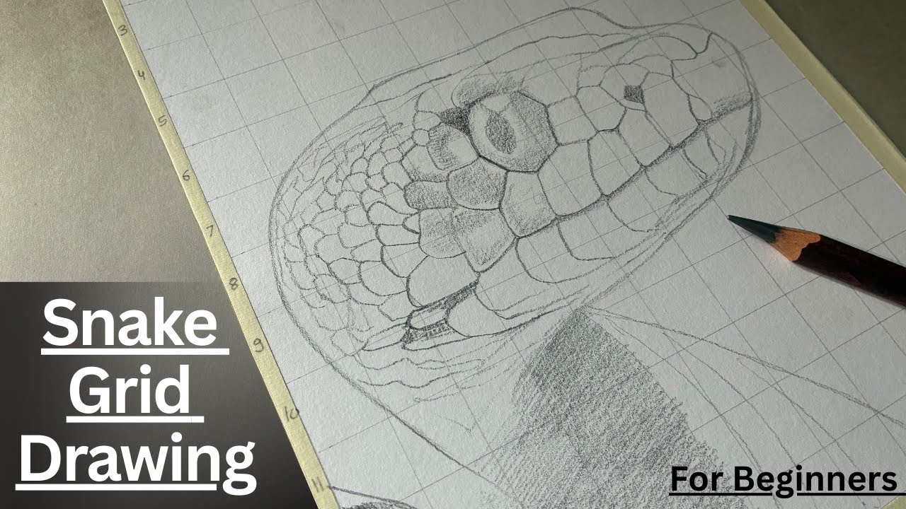 Snake Outline with Grid Method for Beginners | Easy Steps ...