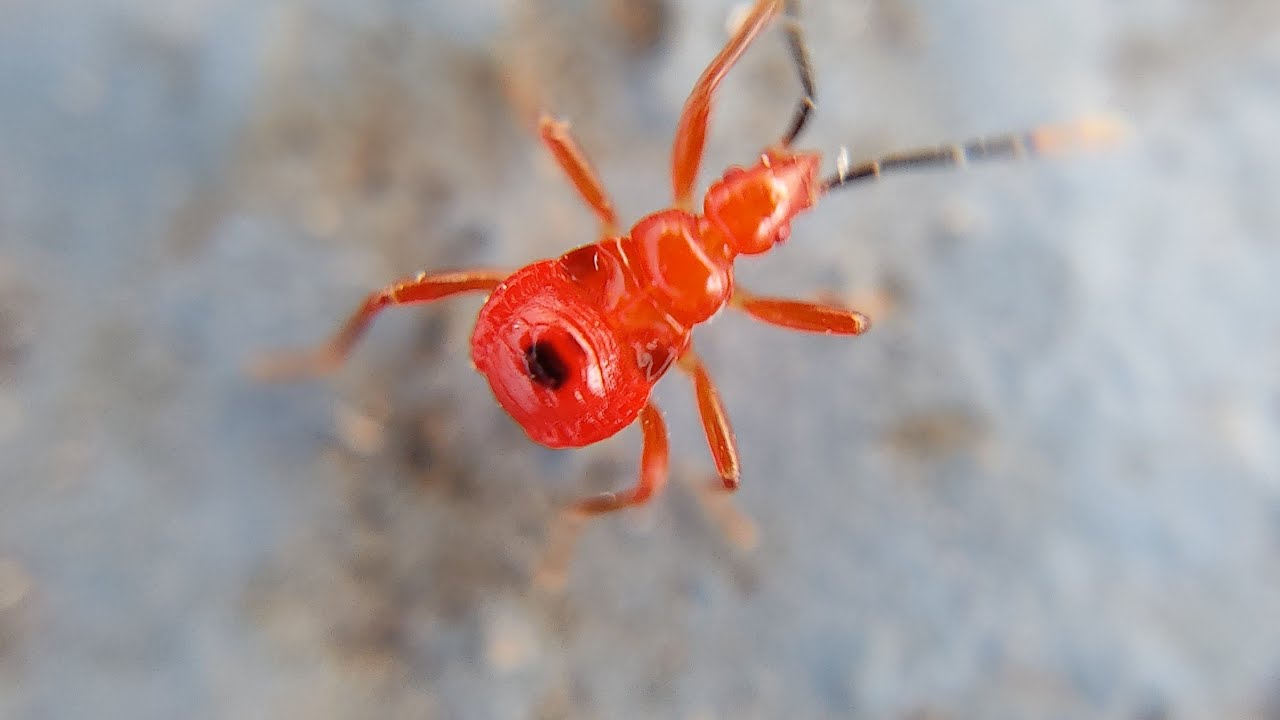 Red Bug 🐞 Adcom Macro Lens Videography Unbelievable National Geographic ...