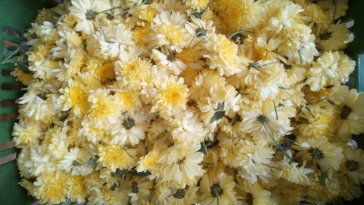 Today's flowers rates at flower market Nangali - YouTube