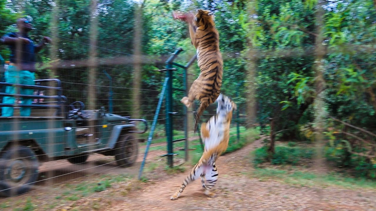 MASSIVE TIGER JUMPING FOR FOOD - YouTube