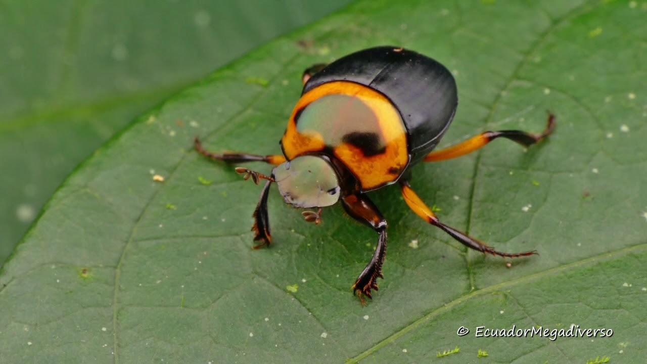 Dung Beetle from the Ecuadorian Amazon rainforest - YouTube