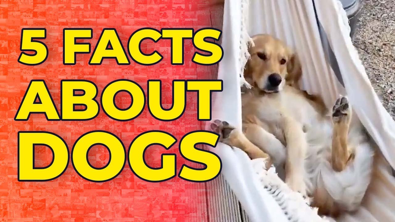 5 Facts About Dogs - YouTube