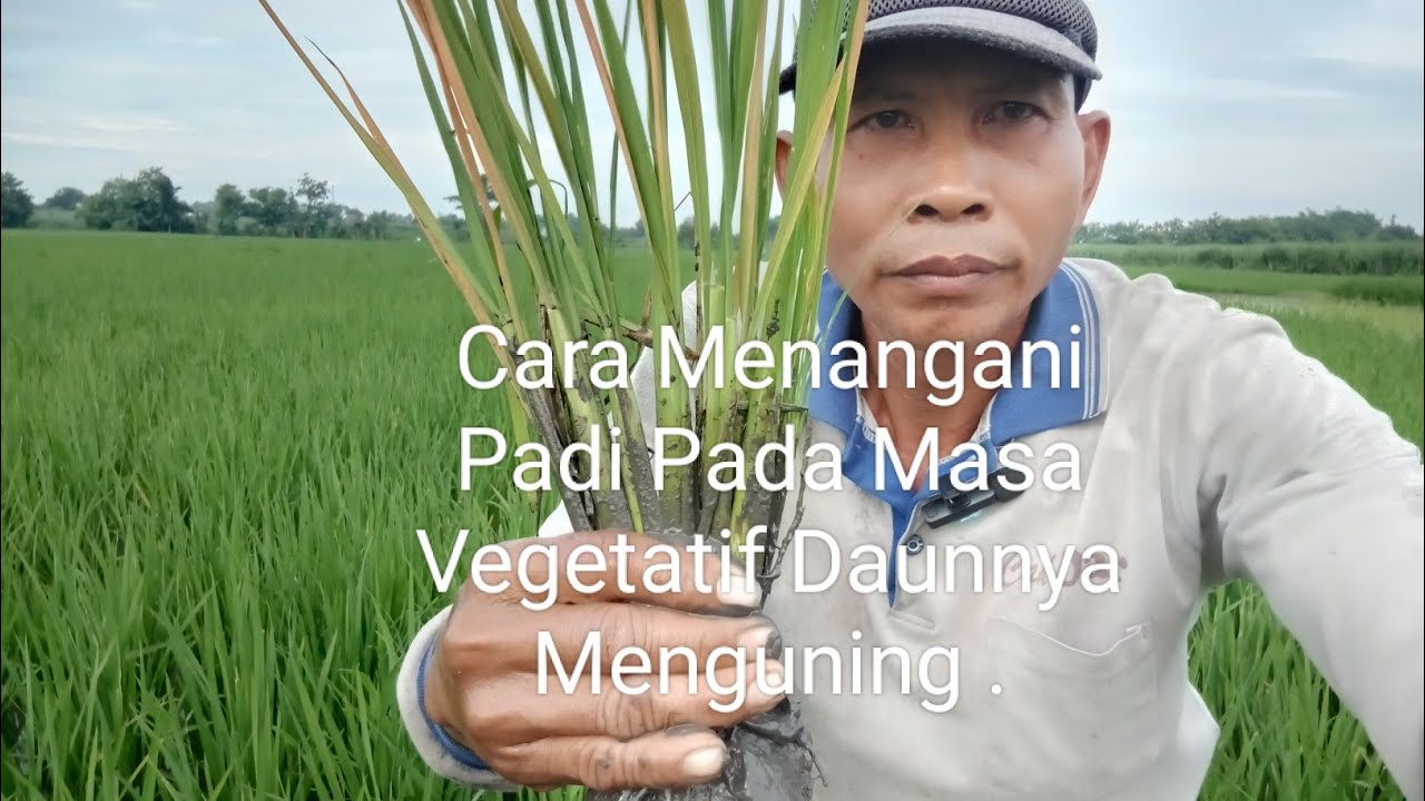 Daun padi menguning pada saat fase Vegetatif,kita beri pupuk Organik ...