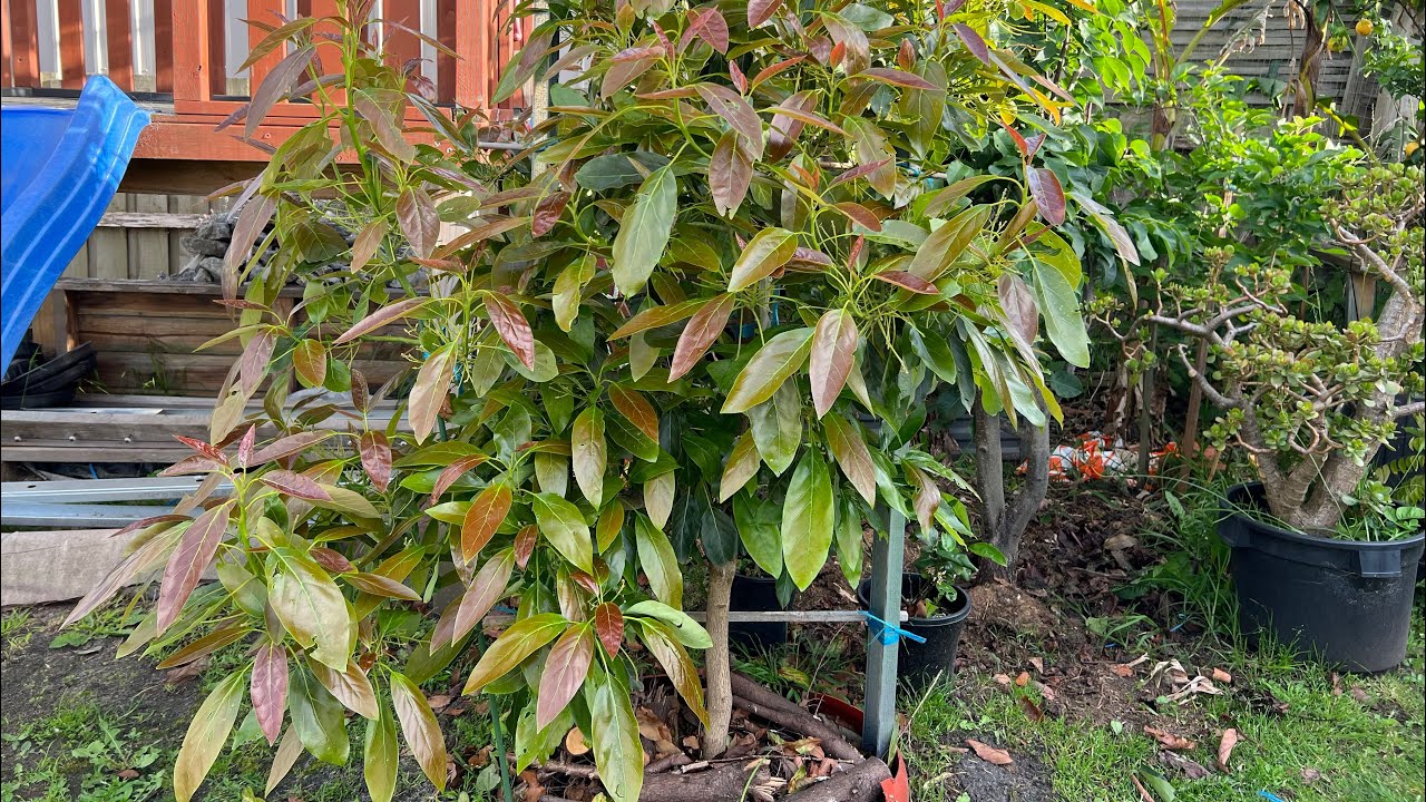 Update my 3 Hass avocado in the ground end of spring 🌼🇦🇺 - YouTube