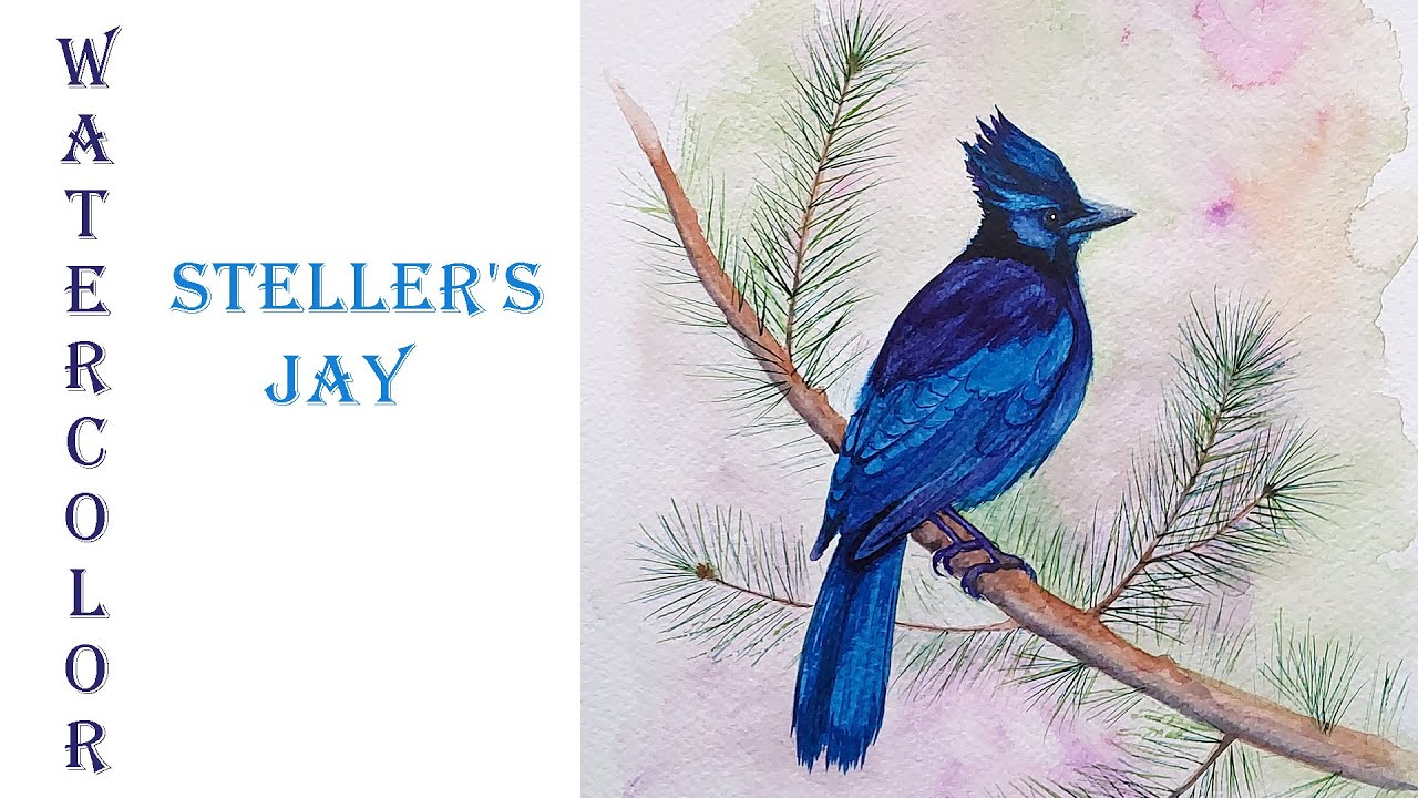 Watercolor Steller's Jay - YouTube