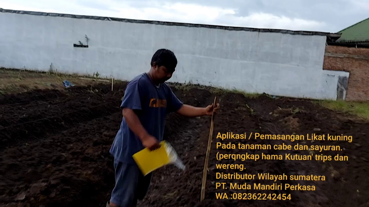 Aplikasi likat kuning pada tanaman cabe dan sayuran - YouTube