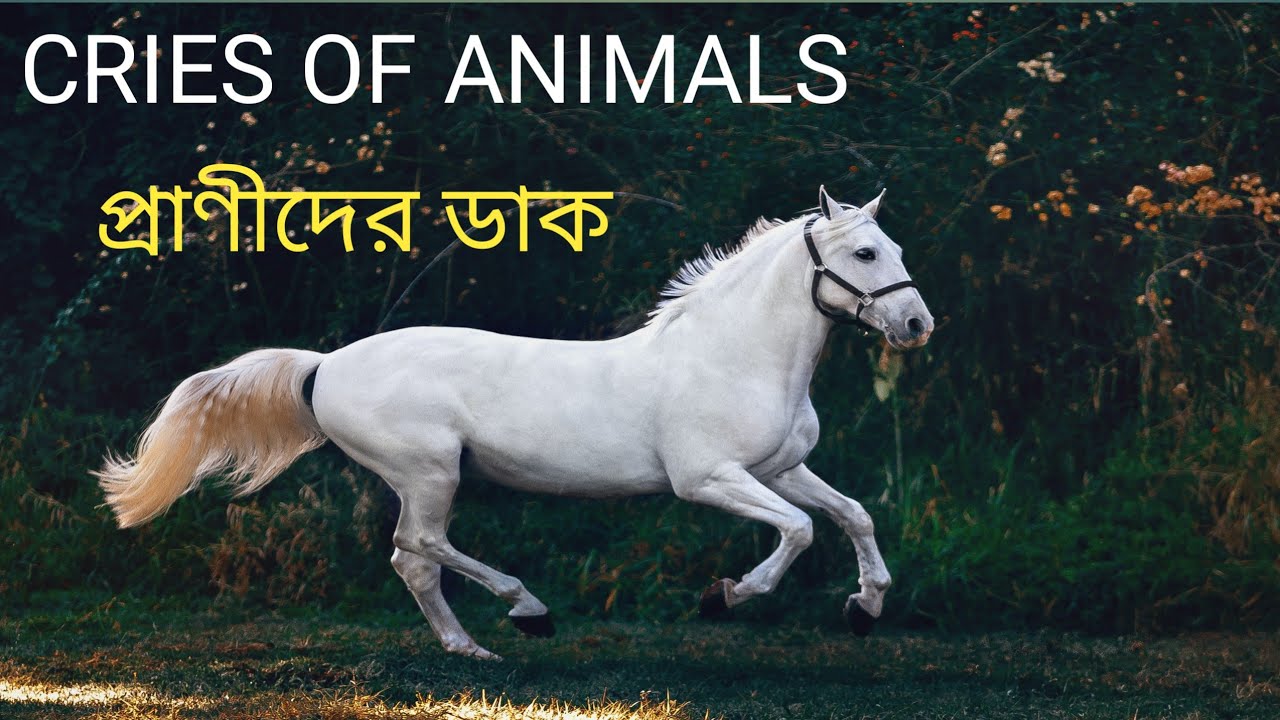 CRIES OF ANIMALS (প্রাণীদের ডাক) - YouTube