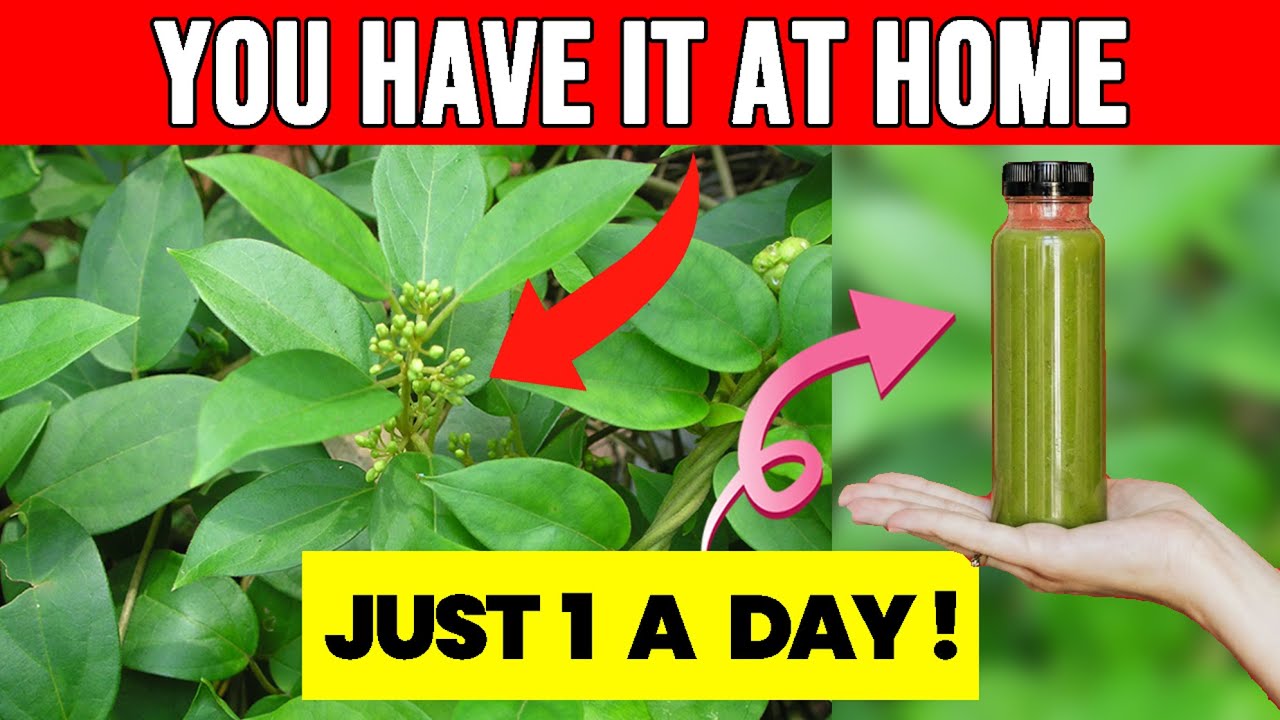 1 Leaf Hack DESTROYS Diabetes, Bad Cholesterol & Belly Fat - YouTube