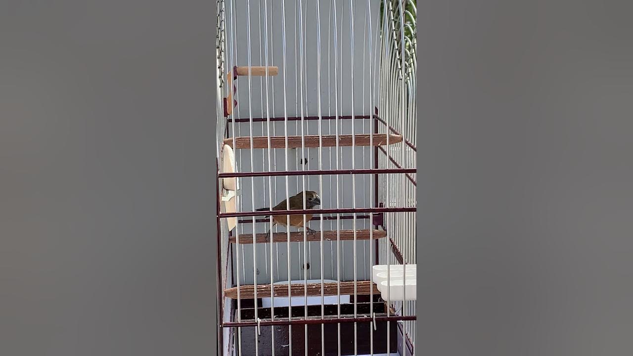 Picolet pie - YouTube