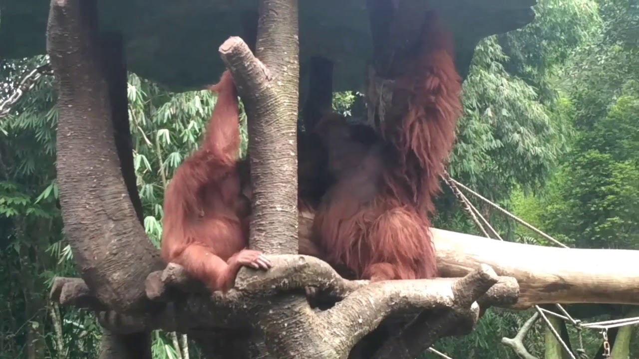 [Ordo Primata] Video Pembelajaran Zoologi Vertebrata 4A - YouTube