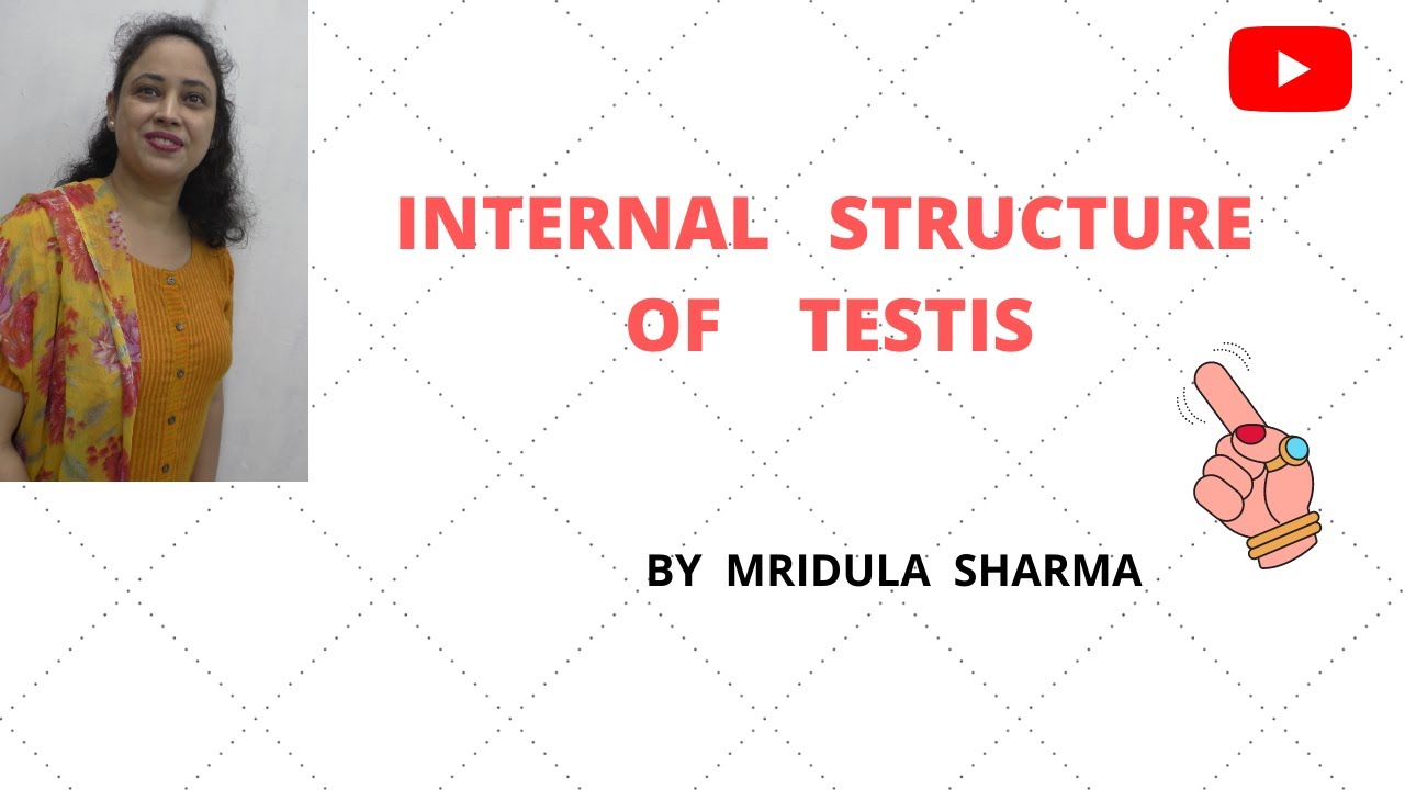Internal Structure of Testis #TestisInternalStructure (video-3) - YouTube
