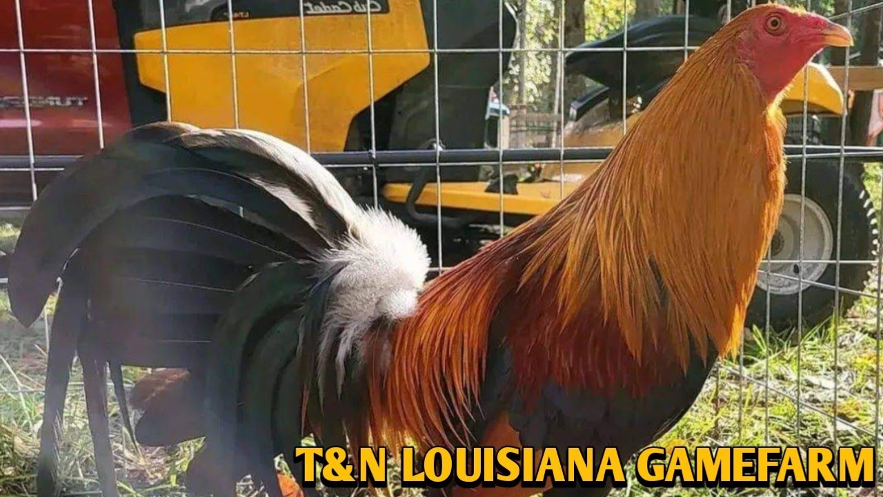 Pure Larry Romero Yellow leg hatch Grey Albany - T&N LOUISIANA FARM ...