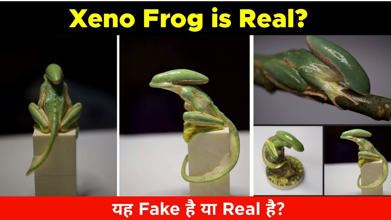 xeno frog real or fake | xeno frog is real? | xeno frog reality - YouTube