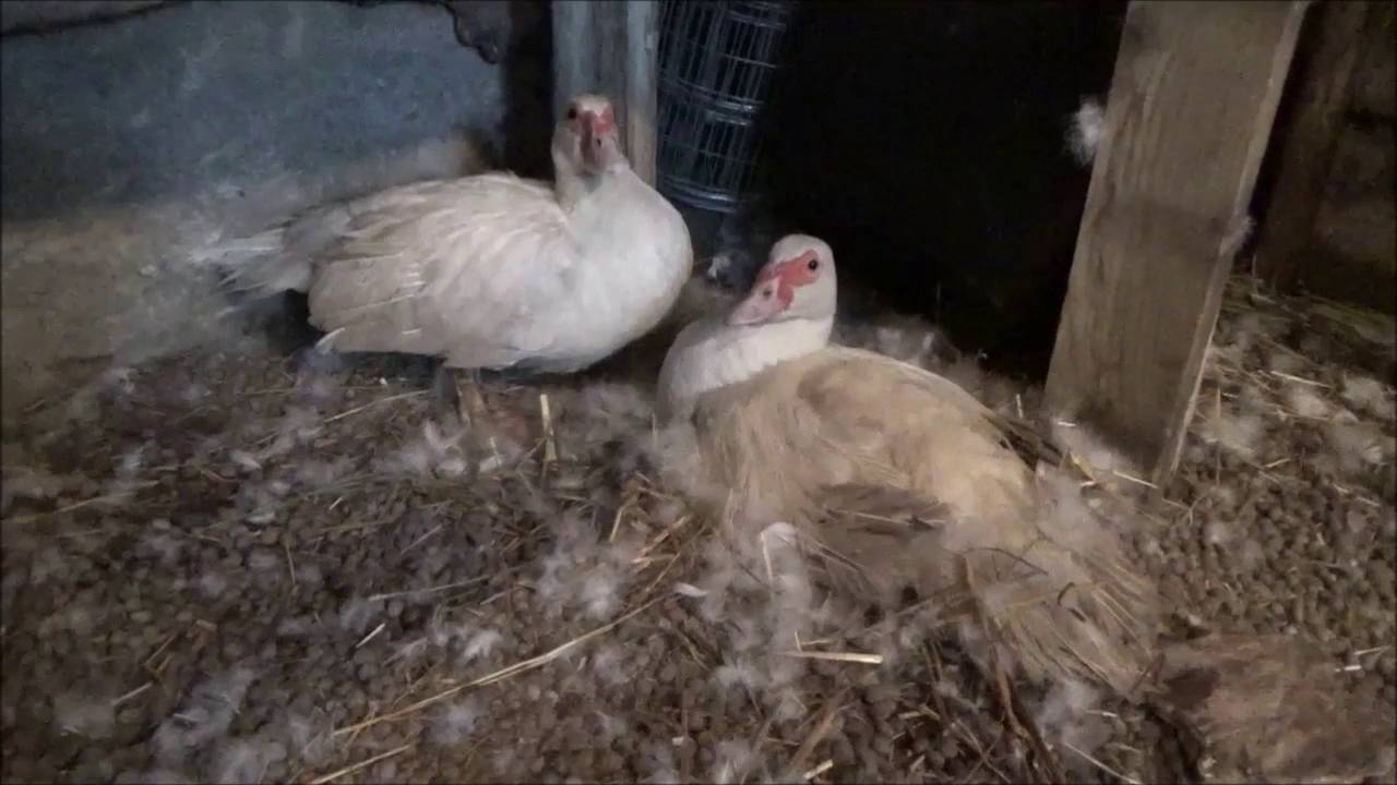 Muscovy Duck Hatching Question? Please Help! Graphic Warning, dead baby ...