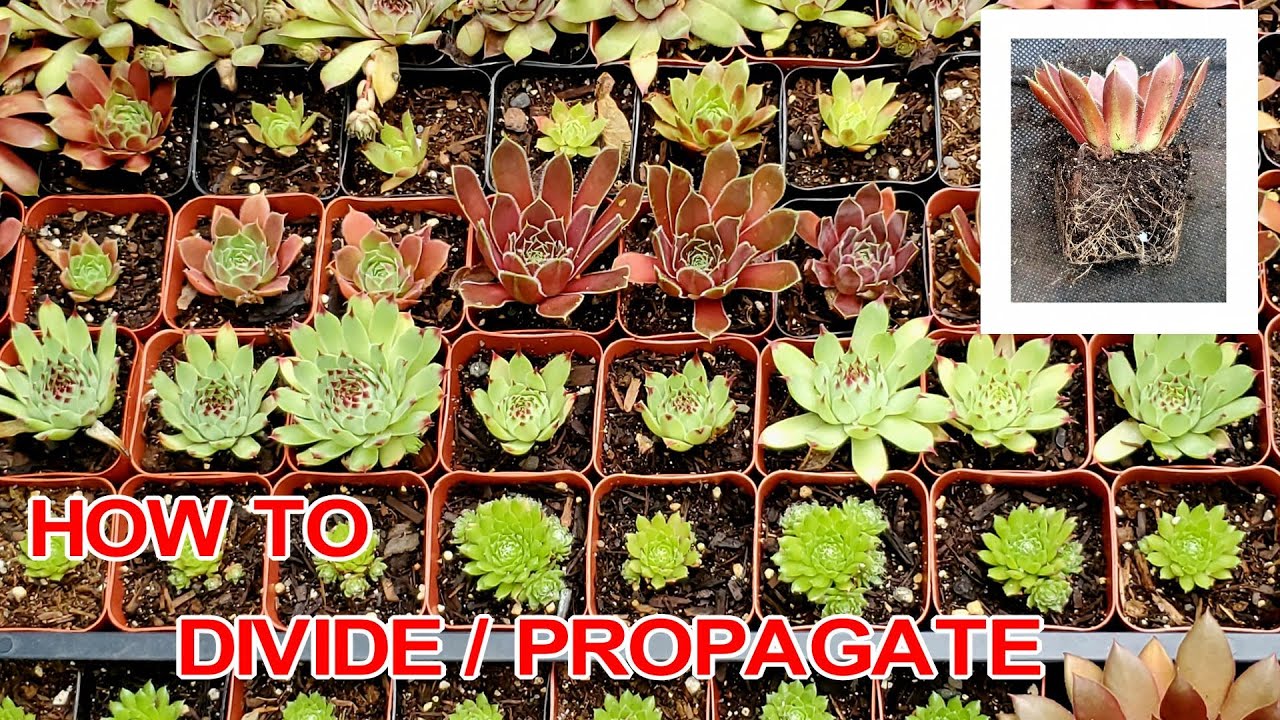 Sempervivum Succulent Division/Propagation | How to Divide/Propagate ...