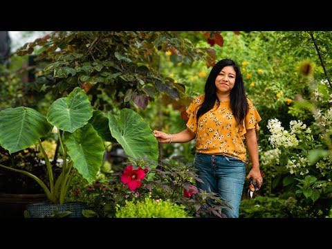 Garden Updates // Elephant Ears, Hydrangea Cuttings, Onions, Eucalyptus ...