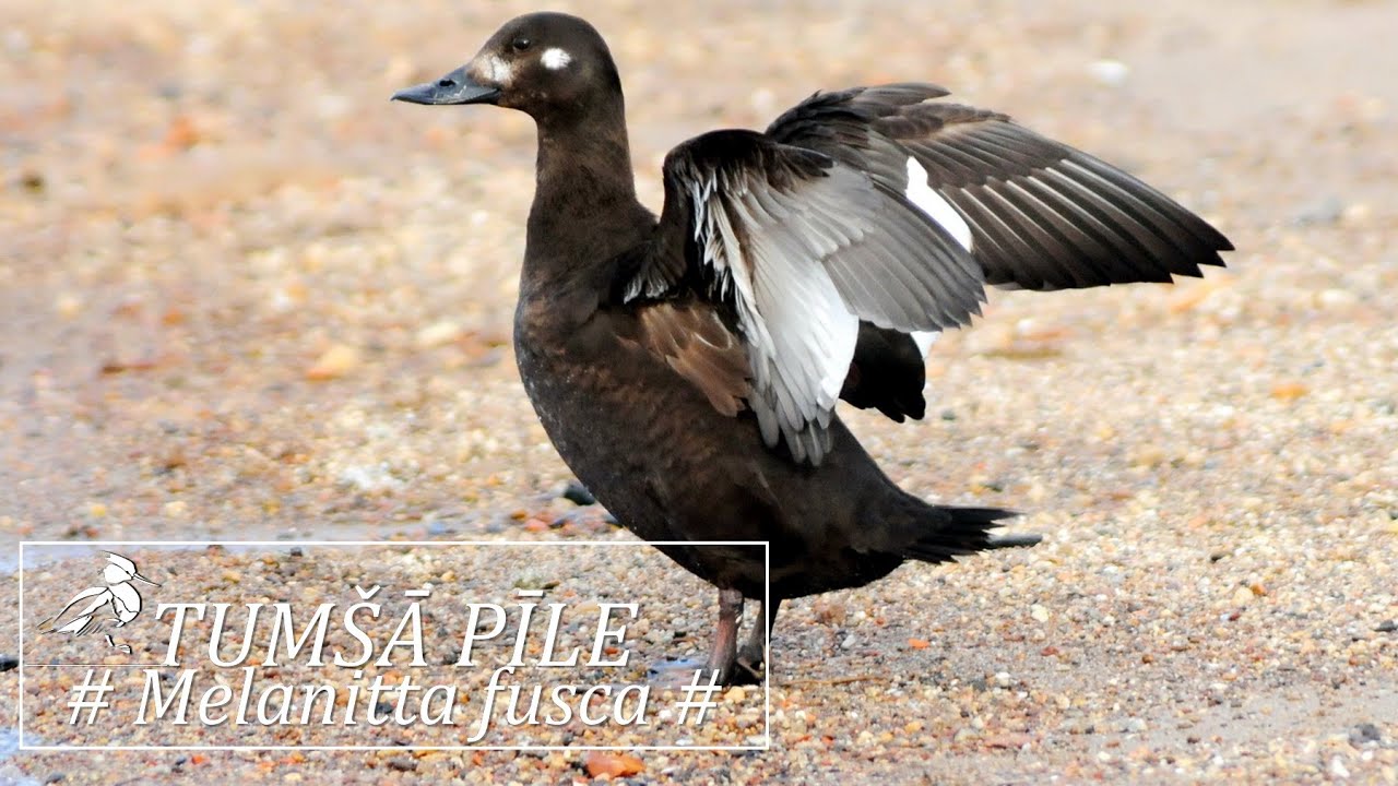 Putni / Birds : TUMŠĀ PĪLE / Melanitta fusca /. - YouTube