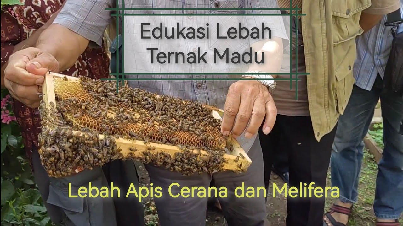 Edukasi Ternak Lebah Madu. Lebah Apis Cerana dan Melifera. - YouTube