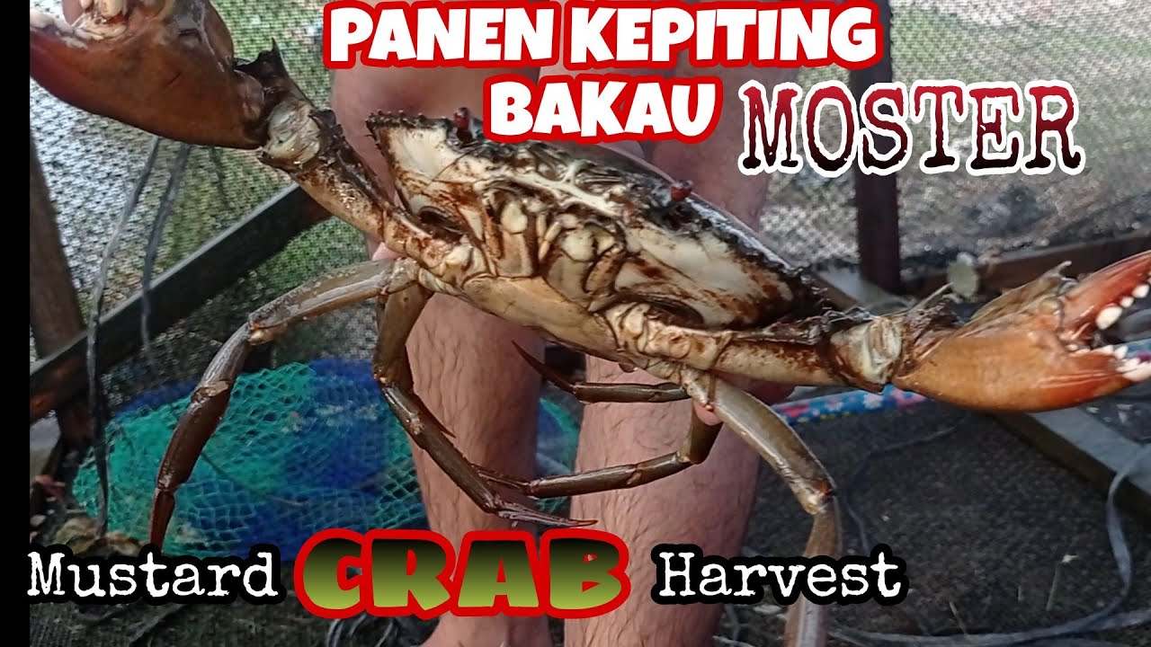 PANEN KEPITING BAKAU SUPER JUMBO - YouTube