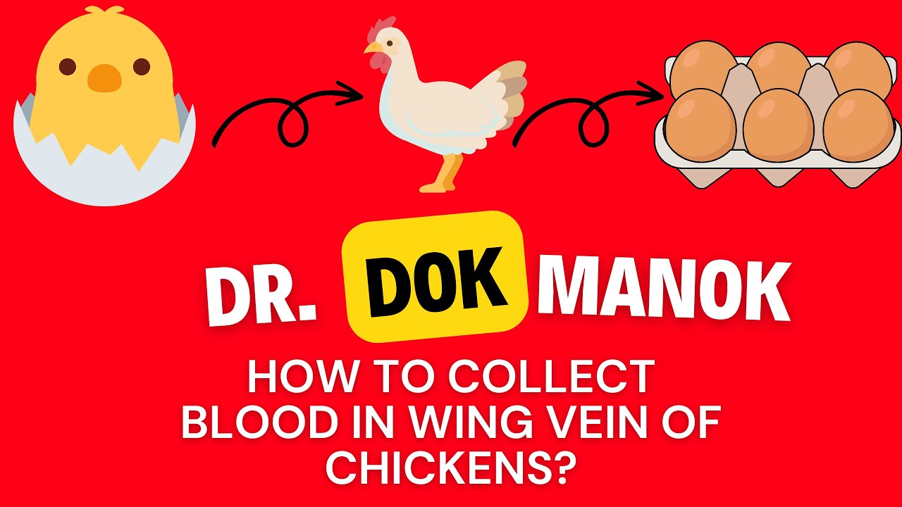 How to collect blood in wing vein of chickens? POV of a Poultry ...