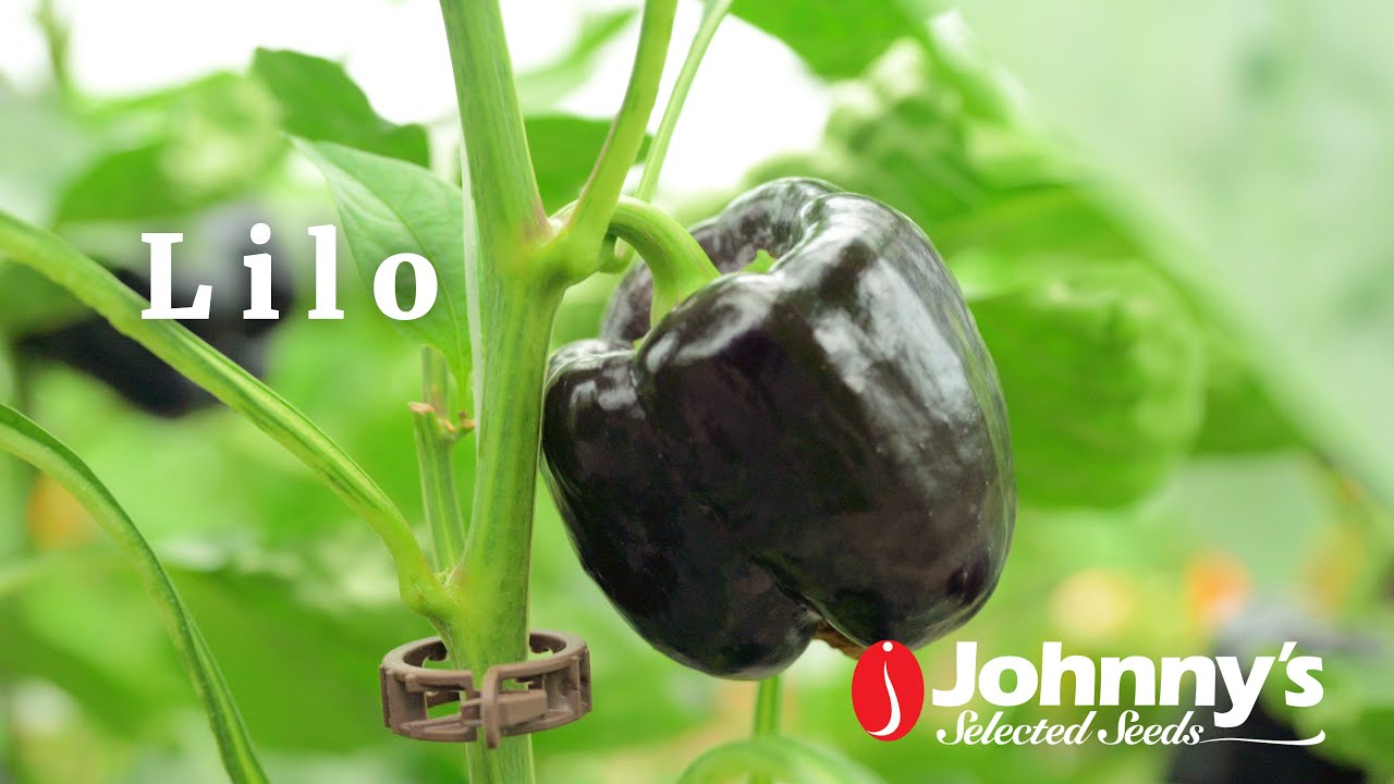 'Lilo' Purple Bell Pepper Variety From Johnny's - YouTube